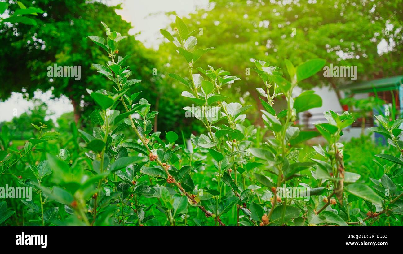 Withania somnifera plant known as Ashwagandha. Indian ginseng herbs ...