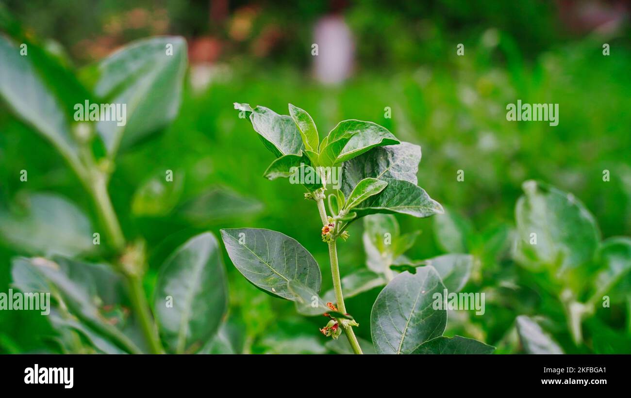 Withania somnifera plant known as Ashwagandha. Indian ginseng herbs ...