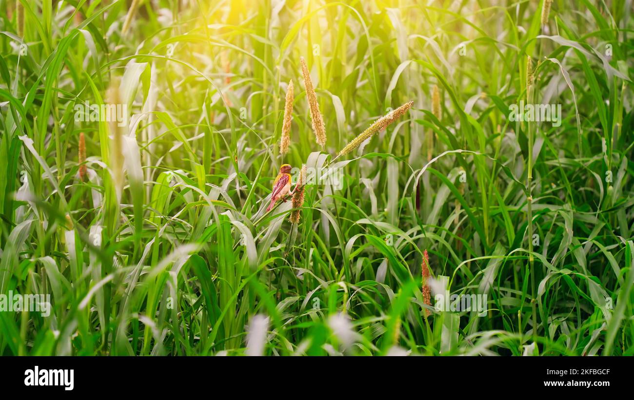 Indian subcontinent fauna hi-res stock photography and images - Alamy