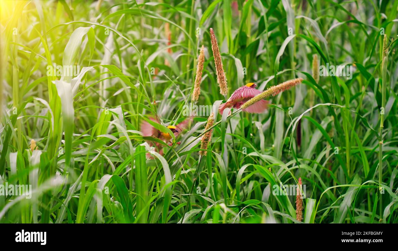 Baya bird known as Ploceus philippinus sitting in green pearl millet ...