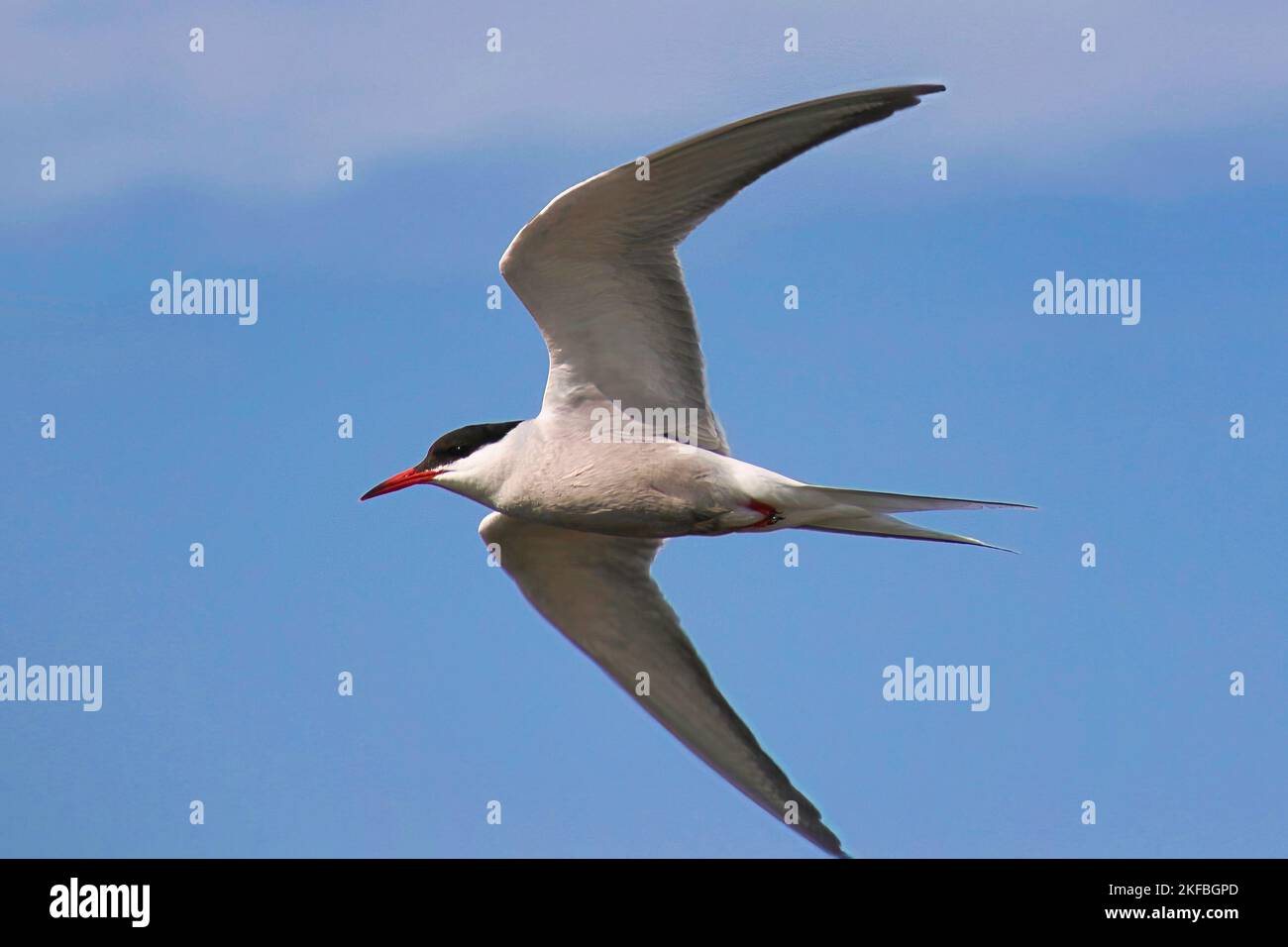 Common river tern hi-res stock photography and images - Alamy