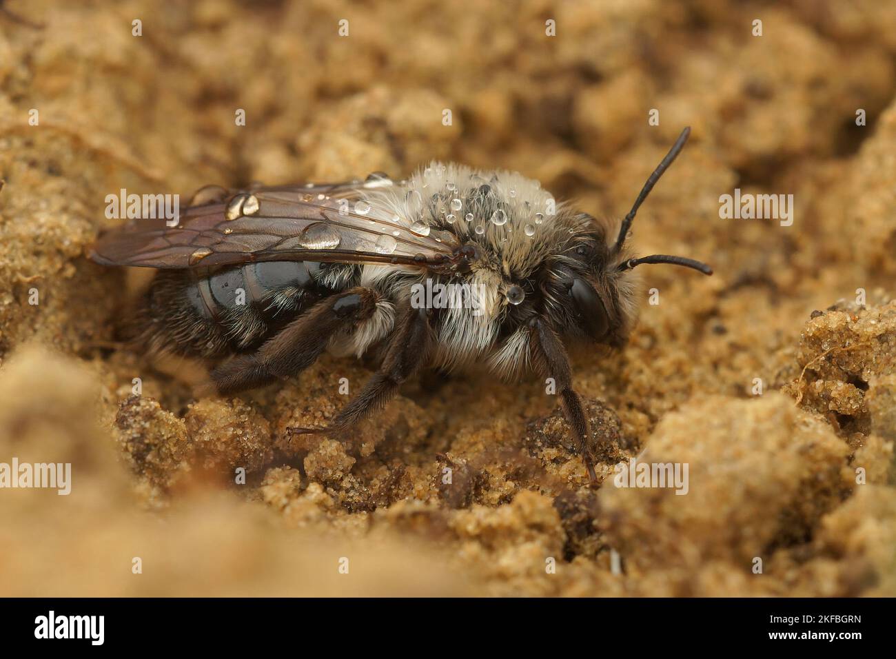 Natural closeup on a grey-backed minin bee female, Andrena vaga , with ...