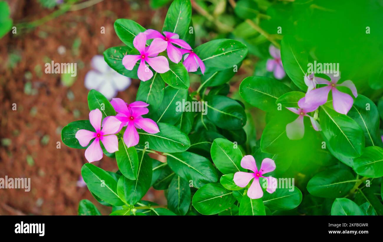 Indian Madagascar Periwinkle known as Catharanthus Roseus, Bright eyes ...