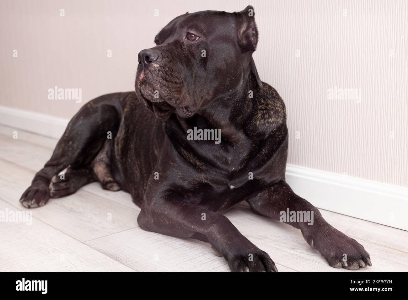 beautiful cane corso dog, black Stock Photo - Alamy