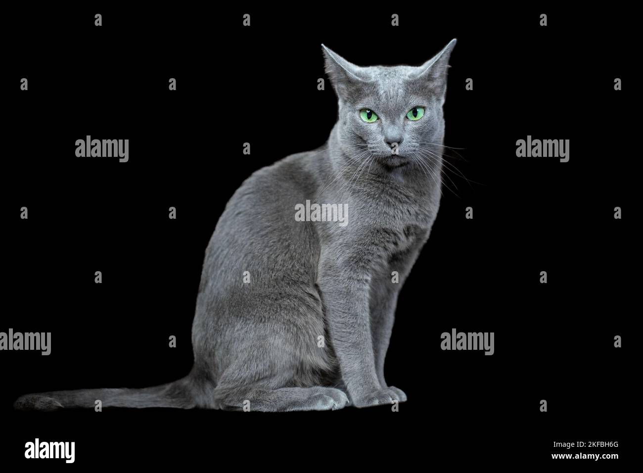 Korat breed grey cat on black background Stock Photo - Alamy