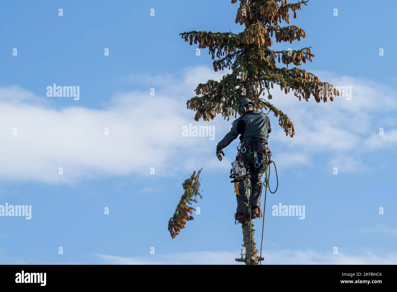 A worker saws off branches of a tree and lets them fall down Stock ...