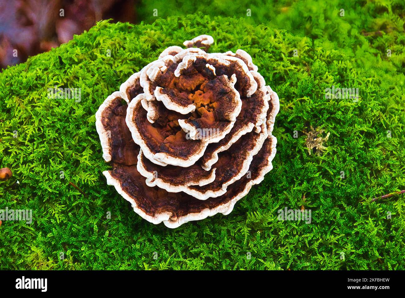 a tree mushroom, trametes versicolor, that looks like a rose on a mossy ...