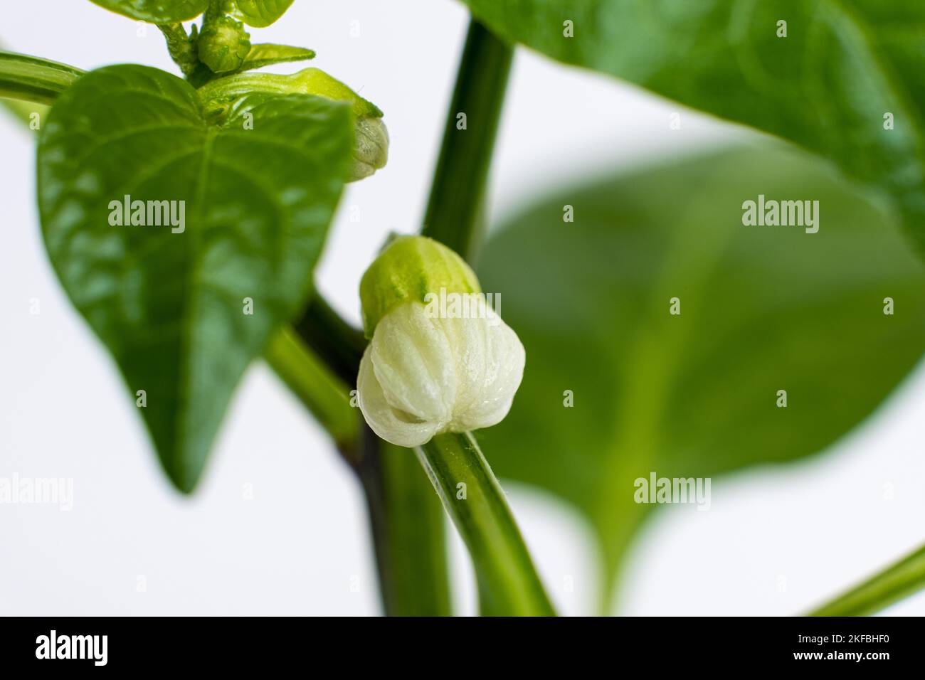 Growing peppers from seeds. Step 9 - first flowers, blossoms Stock ...