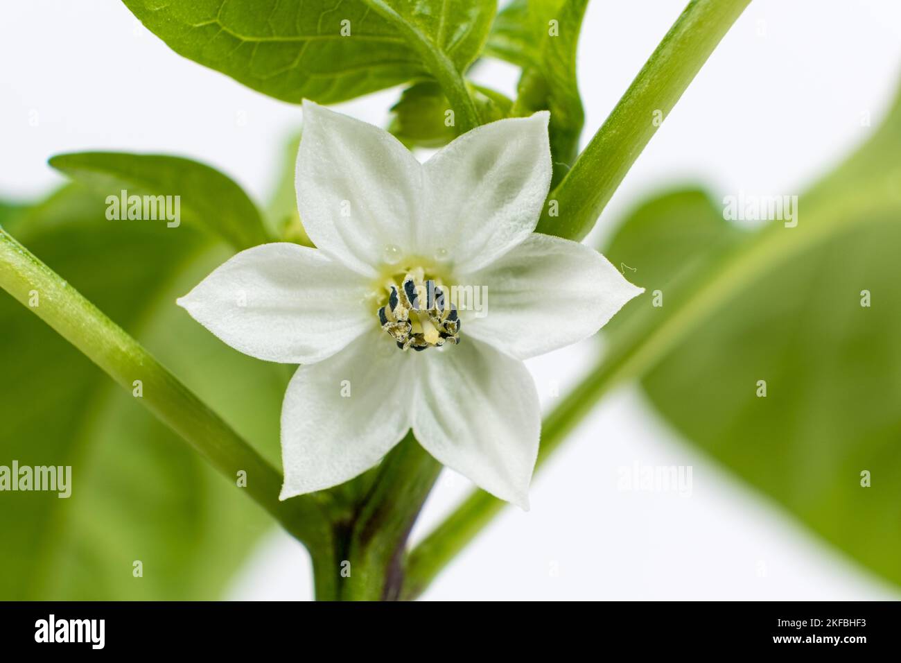 Growing peppers from seeds. Step 9 - first flowers, blossoms Stock ...