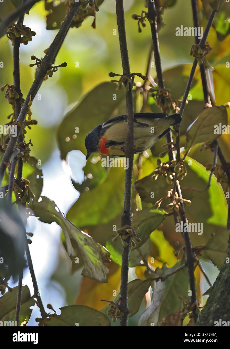 Fire-breasted Flowerpecker (Dicaeum ignipectus ignipectus) adult male ...