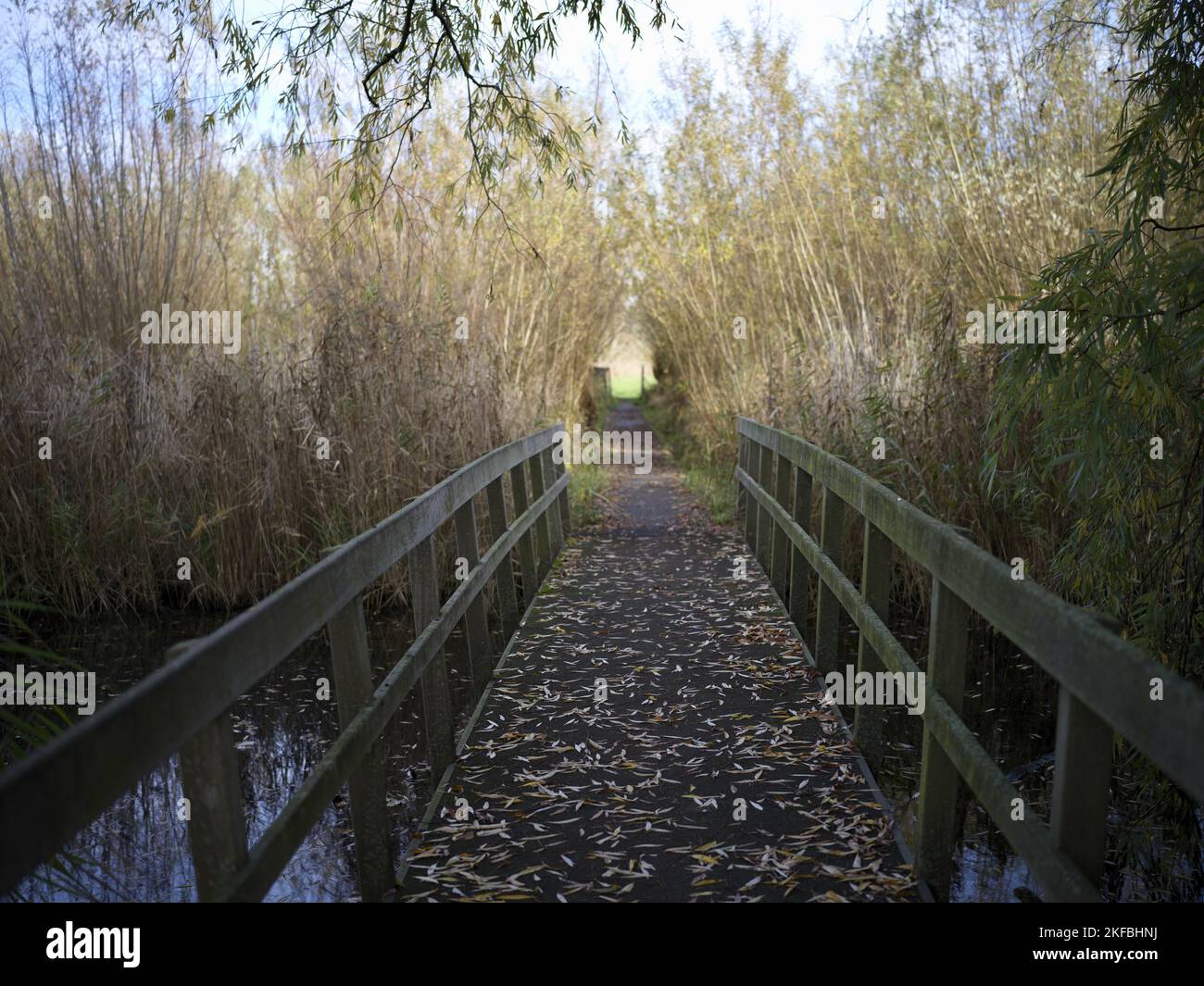ILLUSTRATIVE 11/15/2022Walking path through a pilot whale in autumn ...