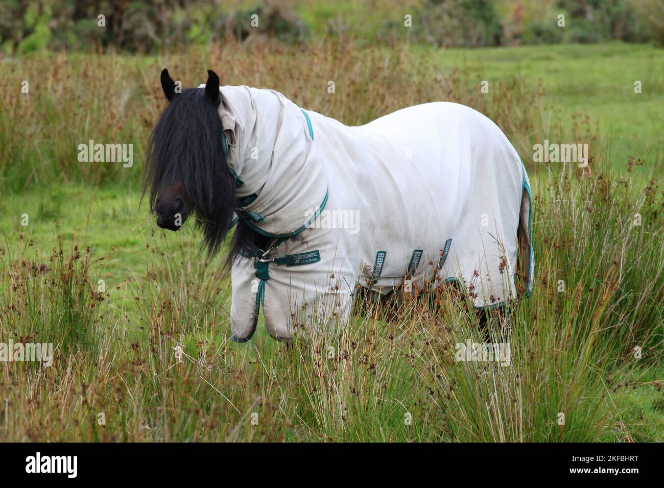 Dark brown horse hi-res stock photography and images - Alamy