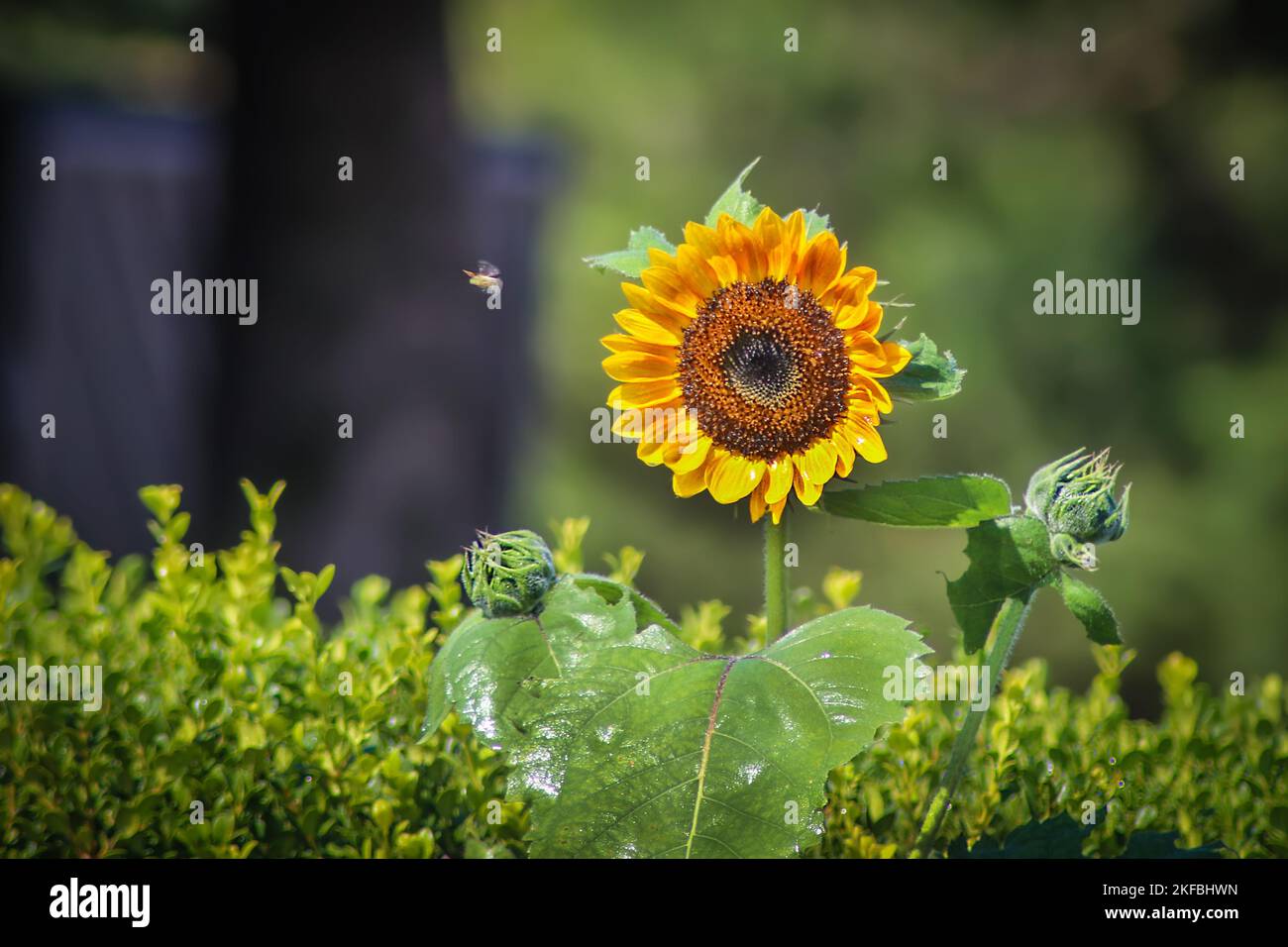 Bee buzzing around flower hi-res stock photography and images - Alamy