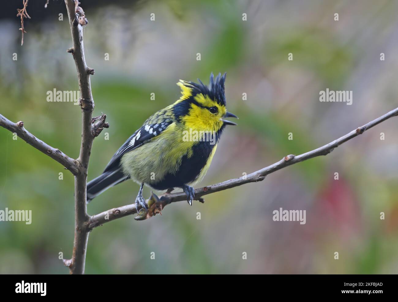 Yellow-cheeked Tit (Machlolophus spilonotus spilonotus) adult male ...