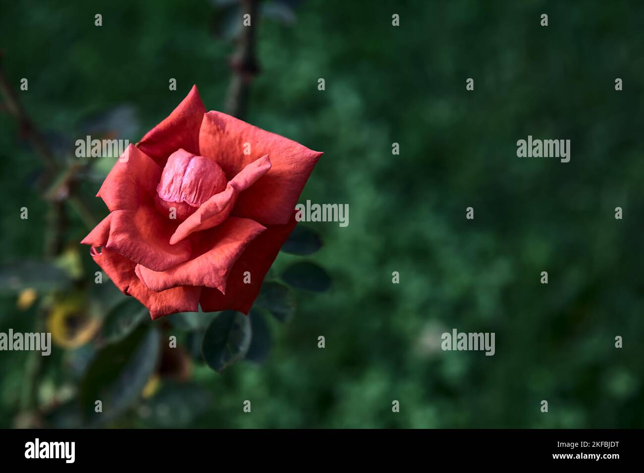 Crimson rose in bloom seen up close Stock Photo - Alamy