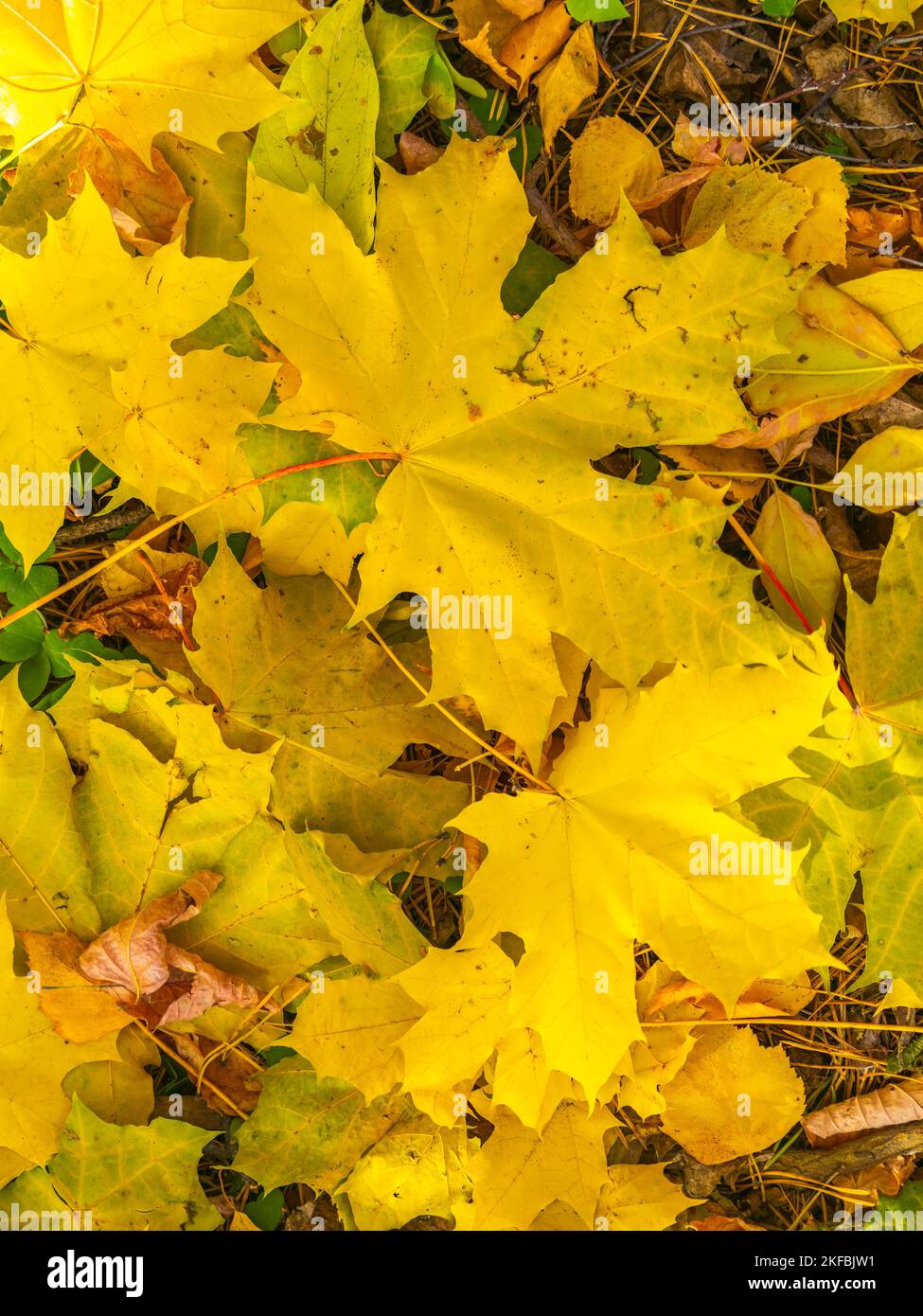 Red and orange autumn leaves background. Outdoor. Colorful backround ...