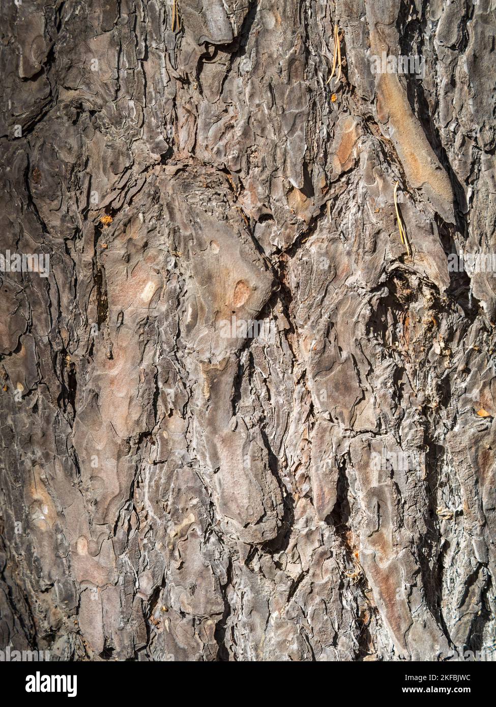 Texture of pine bark background. Close-up of old pine bark surface texture Stock Photo - Alamy