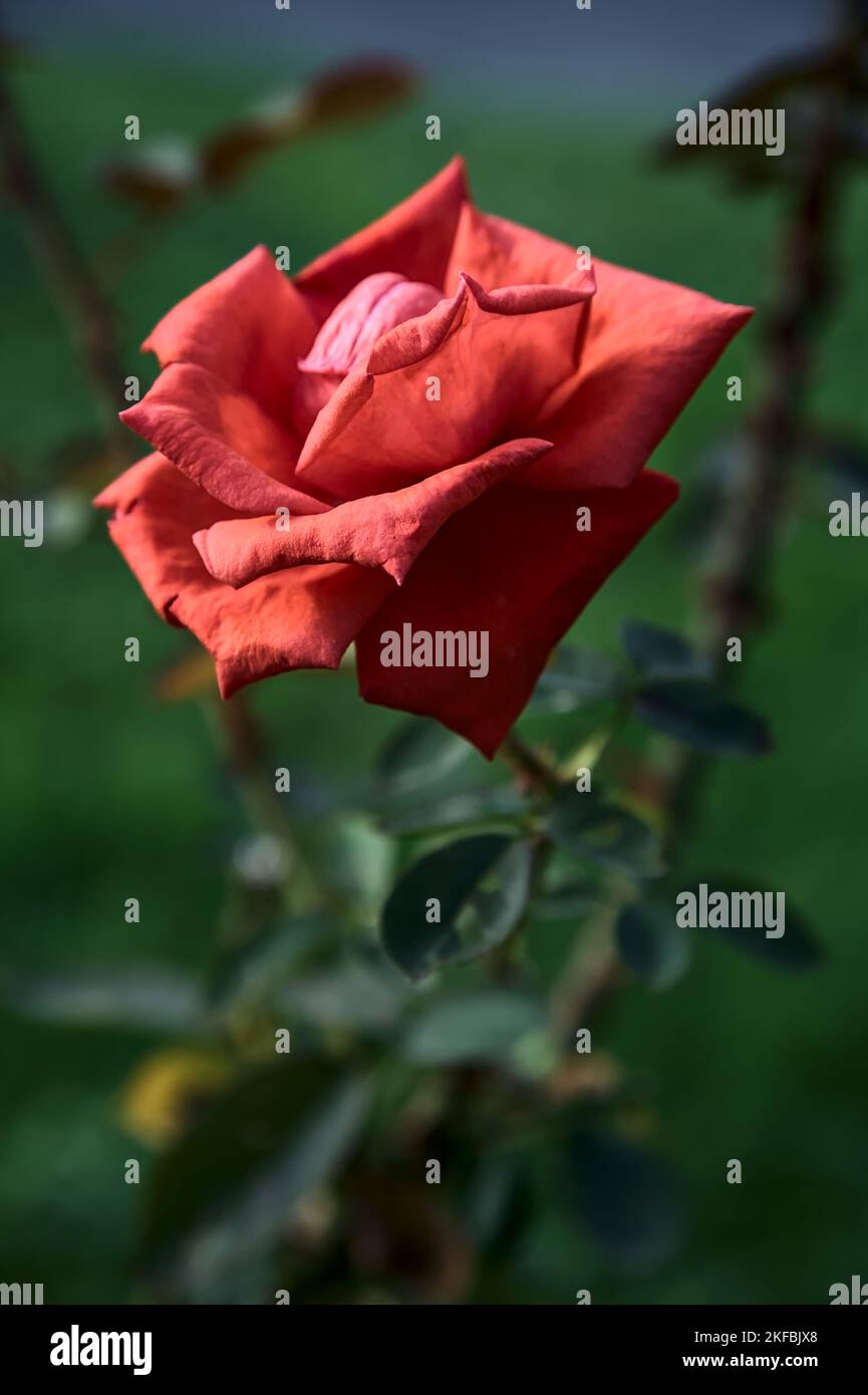 Crimson rose in bloom seen up close Stock Photo - Alamy