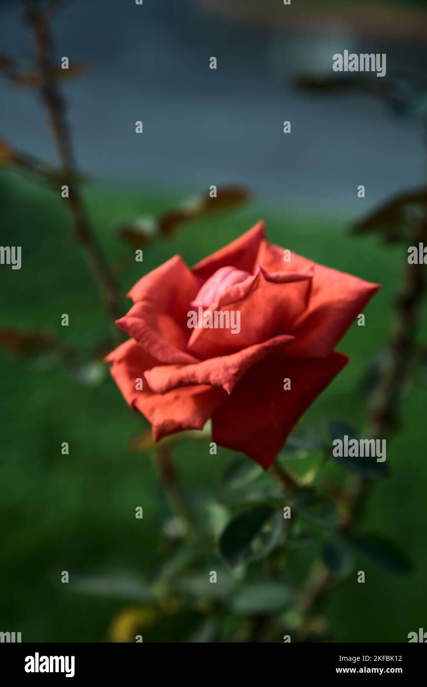 Crimson rose in bloom seen up close Stock Photo - Alamy