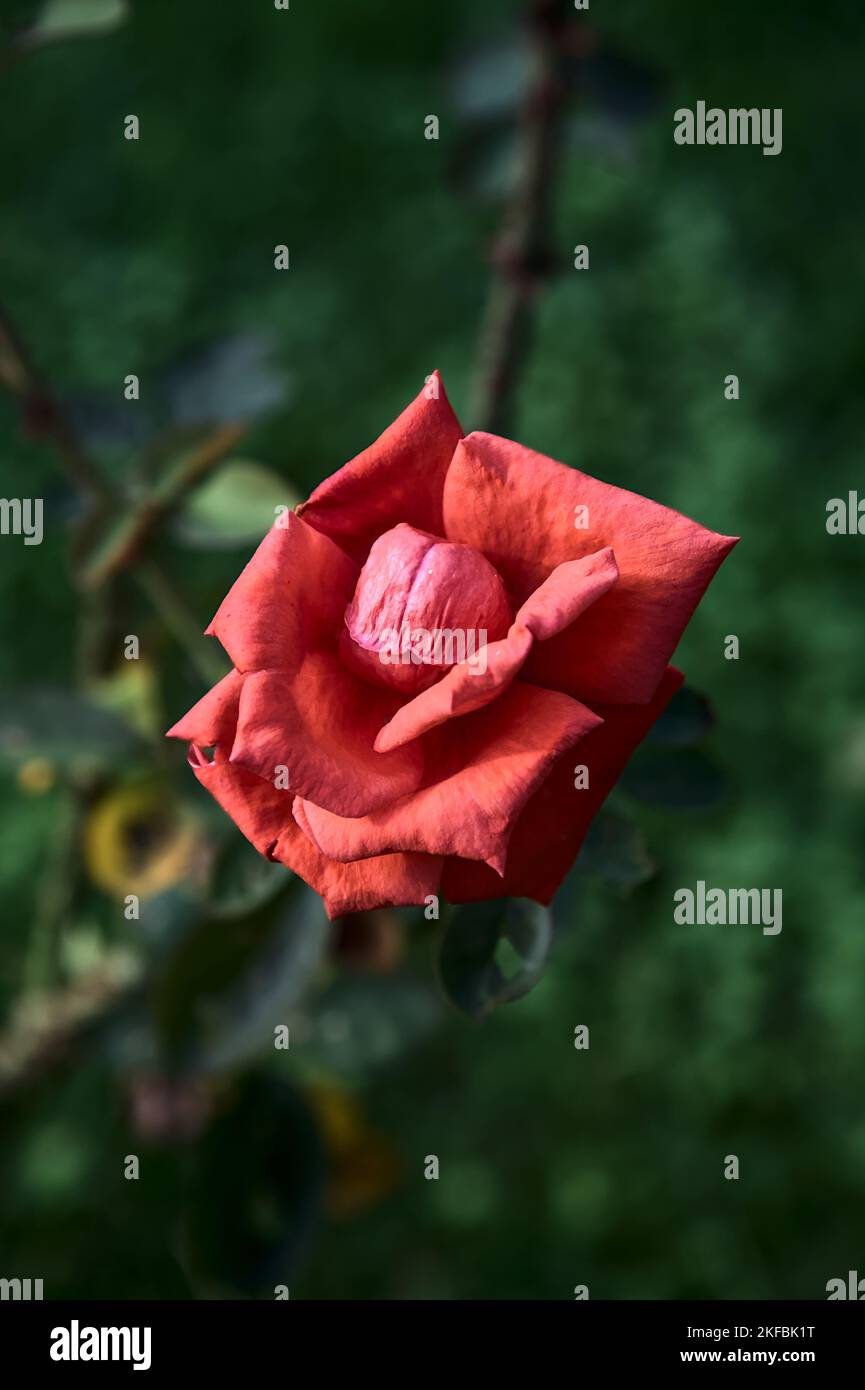 Crimson rose in bloom seen up close Stock Photo - Alamy