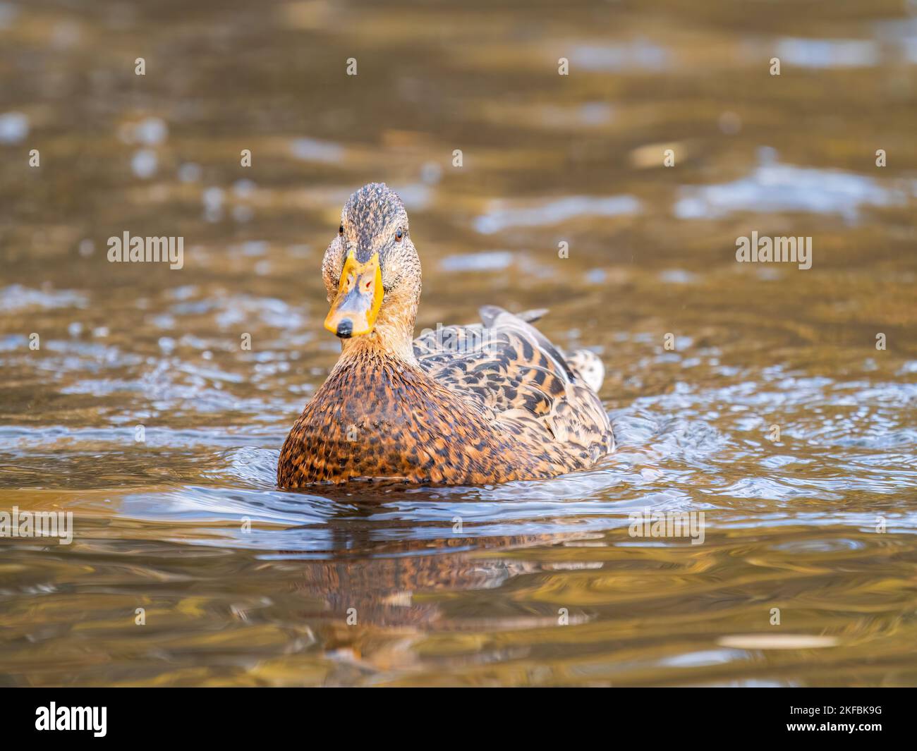 Duck swims in the pond. Portrait of a female of duck on the water ...