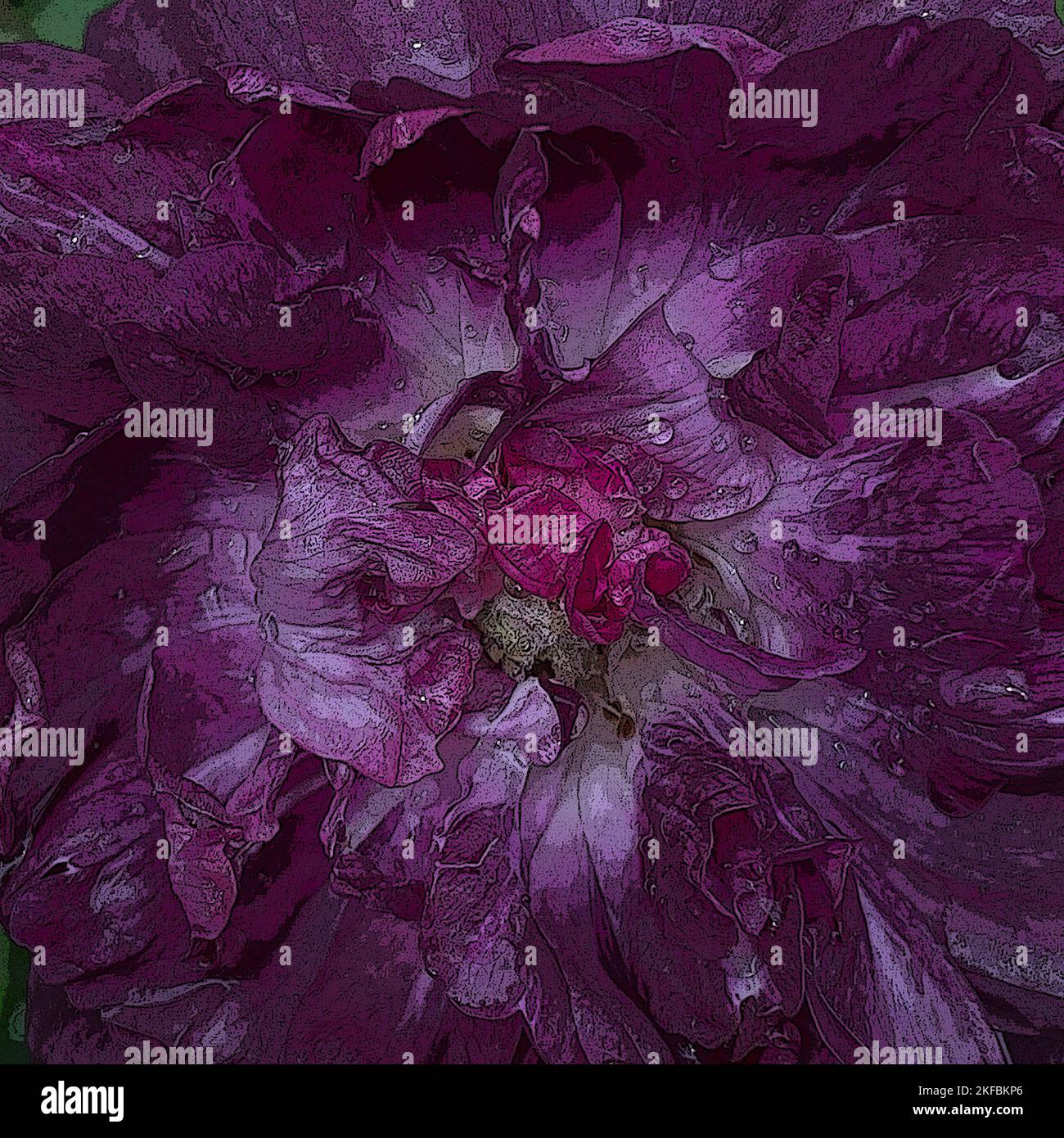 Rosa cardinal de richelieu hi-res stock photography and images - Alamy