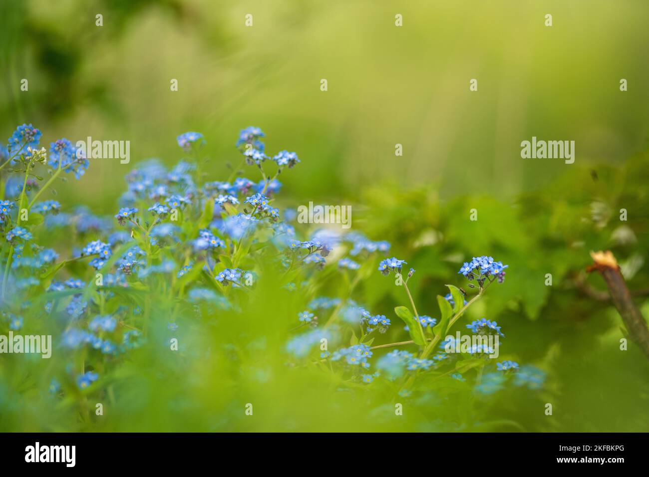 A closeup of the forget-me-nots against the blurred yellow background ...