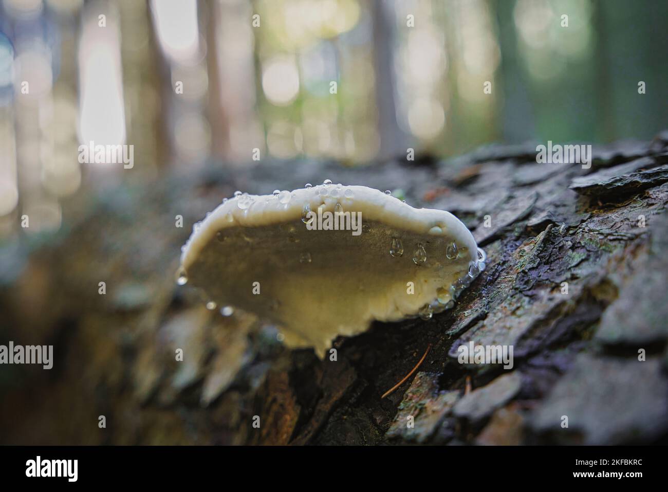 Tinder fungus Fomitopsis pinicola on an old tree trunk in the forest in ...