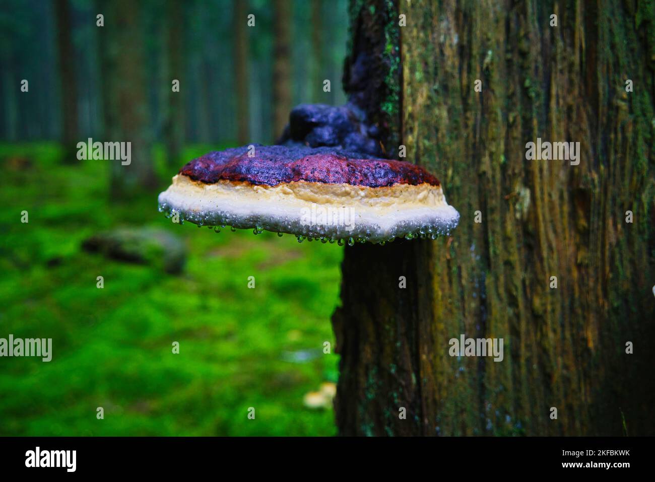 Tree fungus fomitopsis hi-res stock photography and images - Alamy