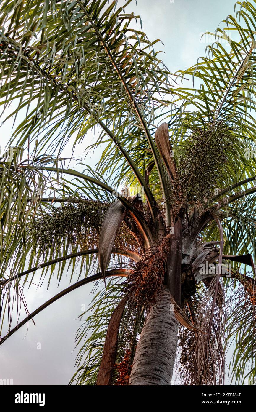 A vertical low angle shot of green palm tree on light sky background ...