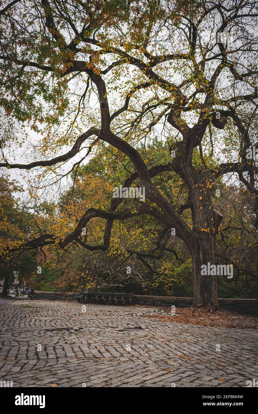 A vertical shot of autumn tree with curvy branches and colorful leaves ...