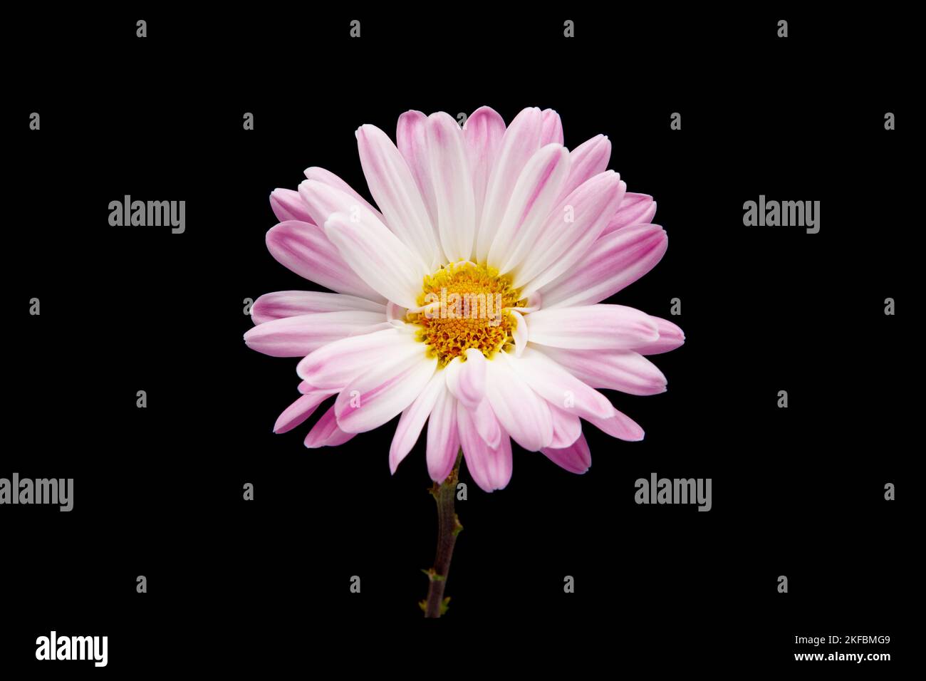 Autumn flower Chrysanthemum blooming on black background Stock Photo ...