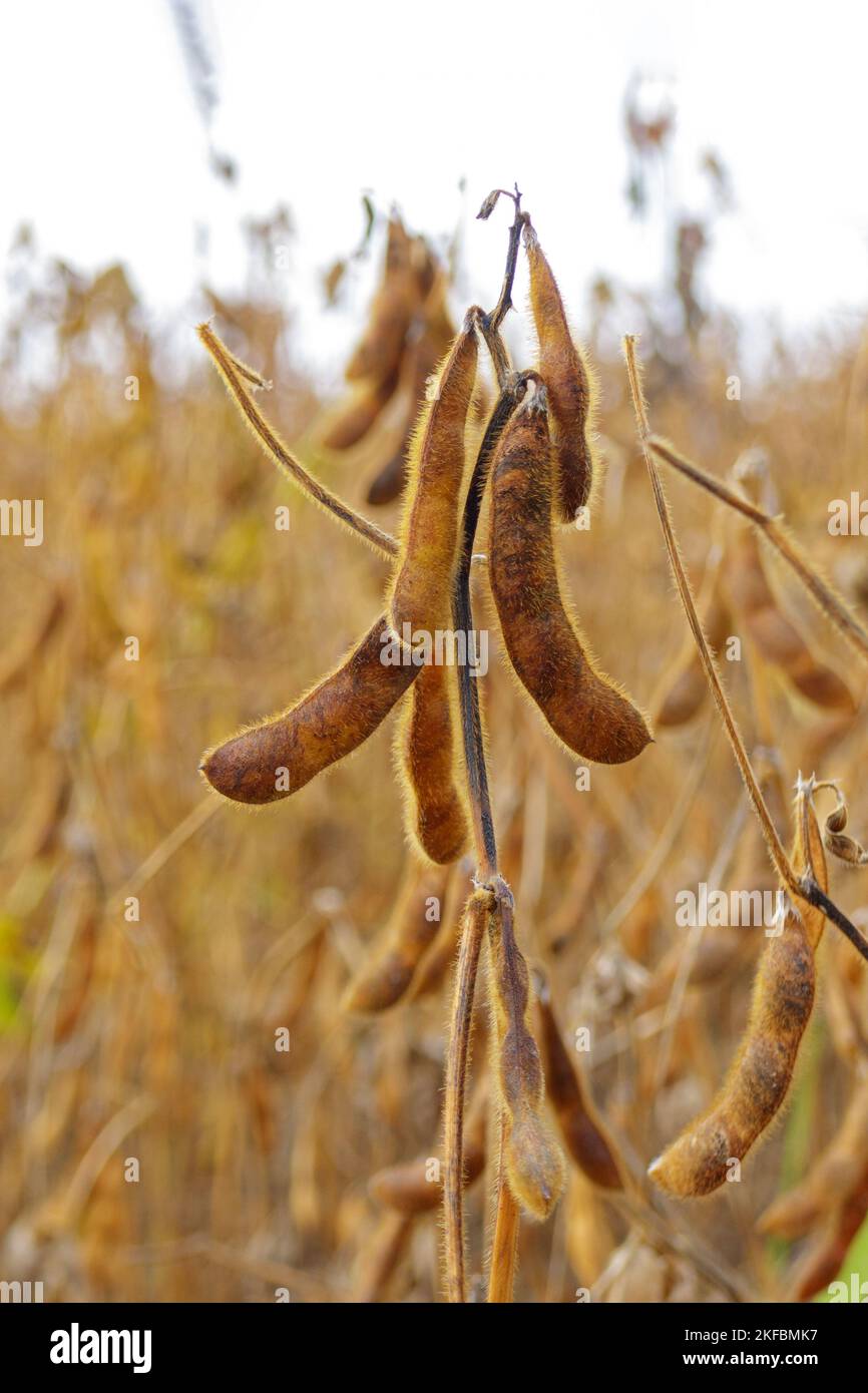 Monoculture crop brazil hi-res stock photography and images - Alamy