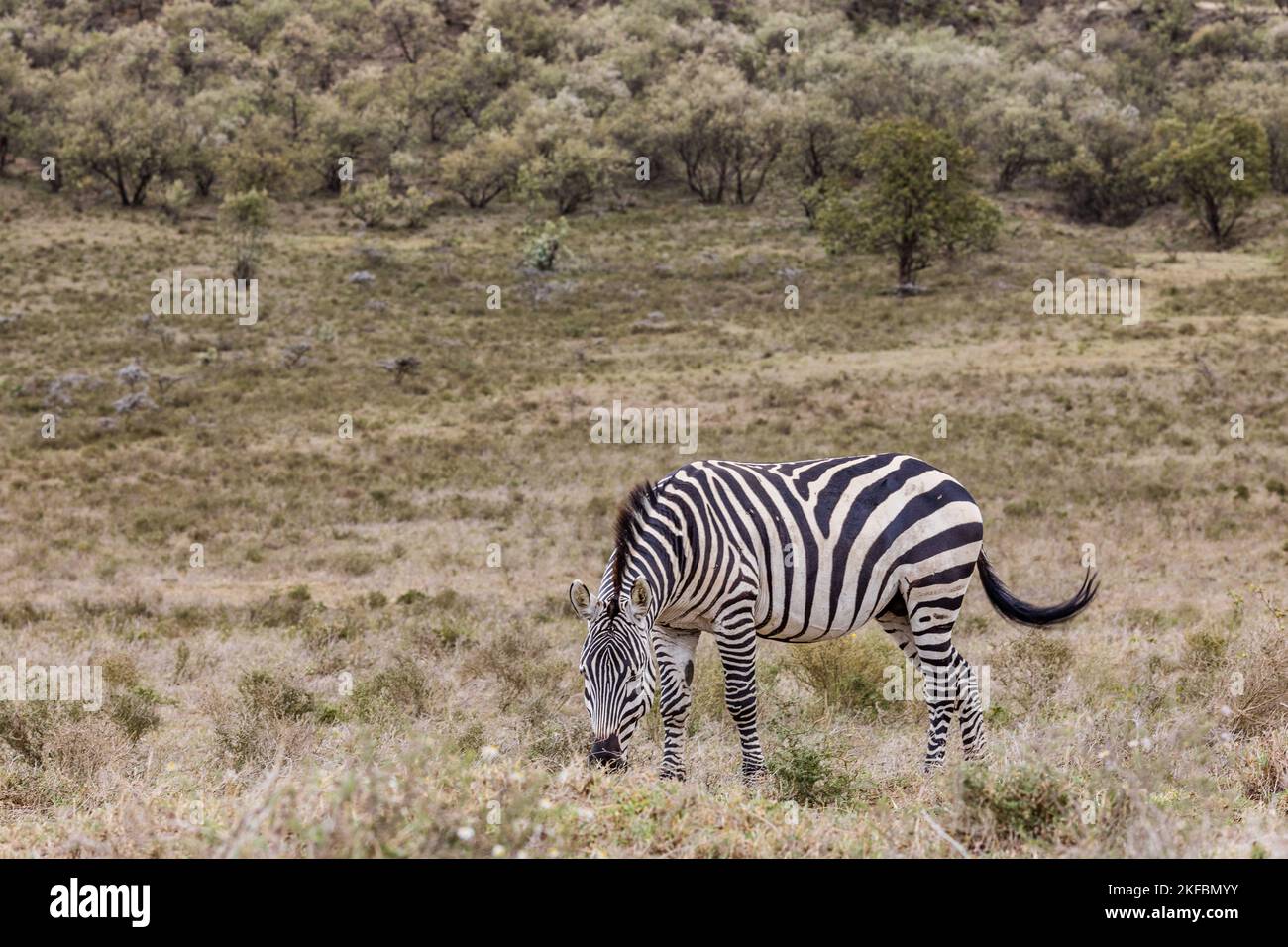 Hell's Gate National Park lies south of Lake Naivasha in Kenya, north ...