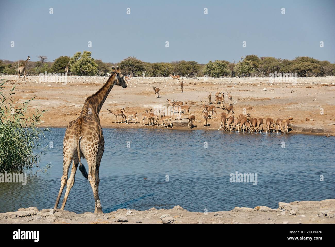 Giraffe drinking at a water hole in Etosha National Park Namibia Stock ...