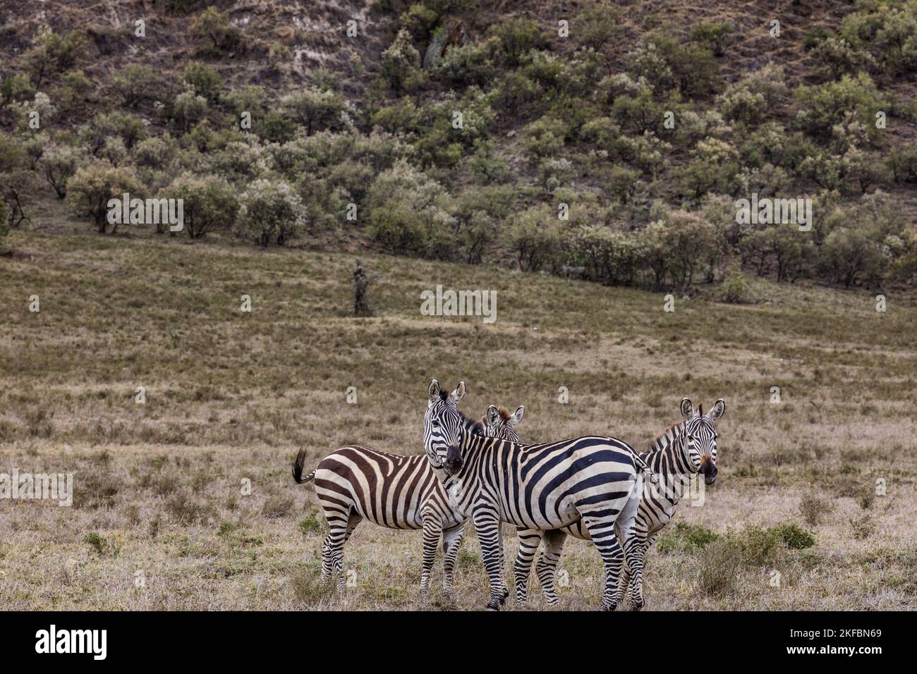 Hell's Gate National Park lies south of Lake Naivasha in Kenya, north ...