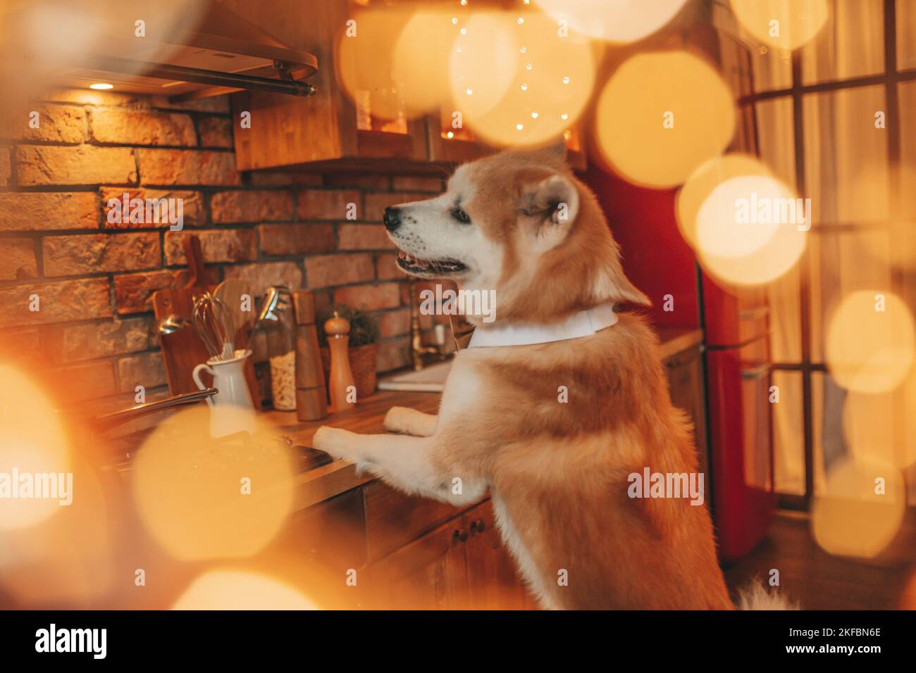 Pet lover concept japanese dog on bokeh twinkle eve 25 december noel ...