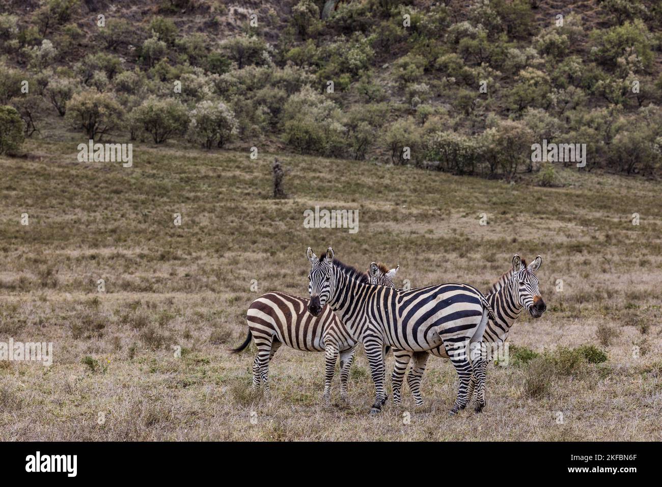 Hell's Gate National Park lies south of Lake Naivasha in Kenya, north ...