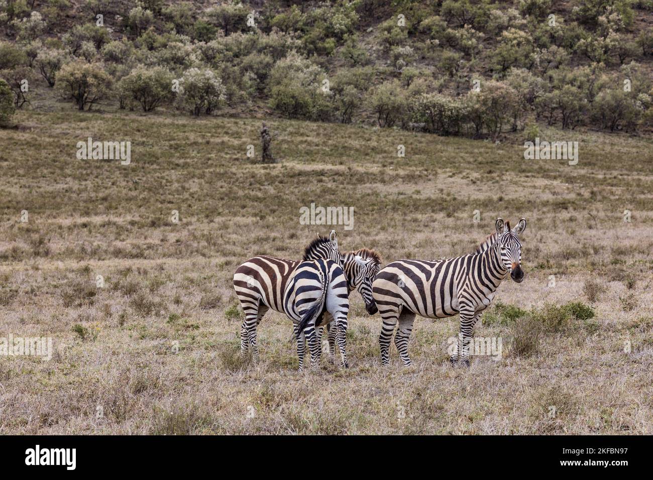 Hell's Gate National Park lies south of Lake Naivasha in Kenya, north ...
