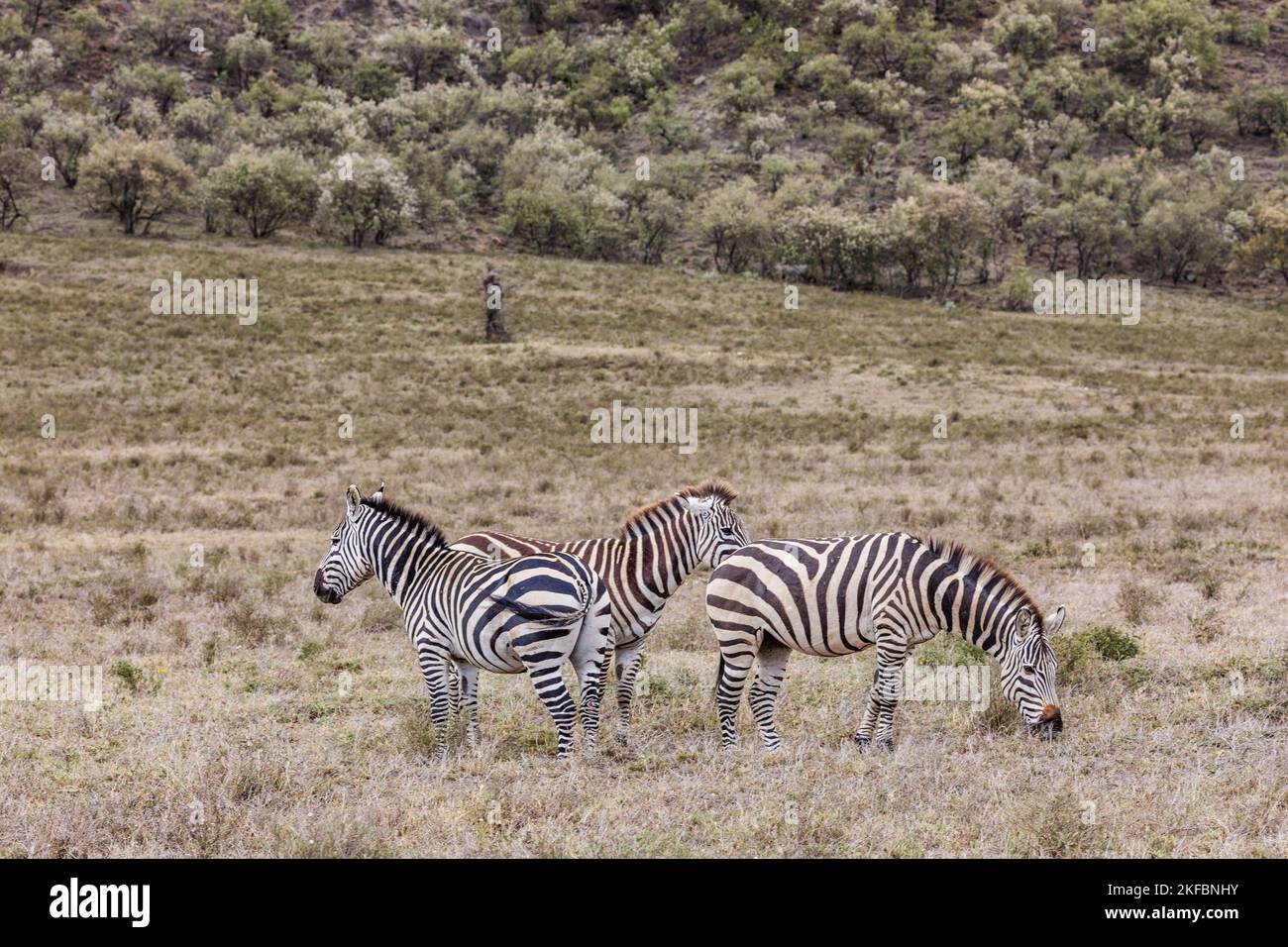 Hell's Gate National Park lies south of Lake Naivasha in Kenya, north ...