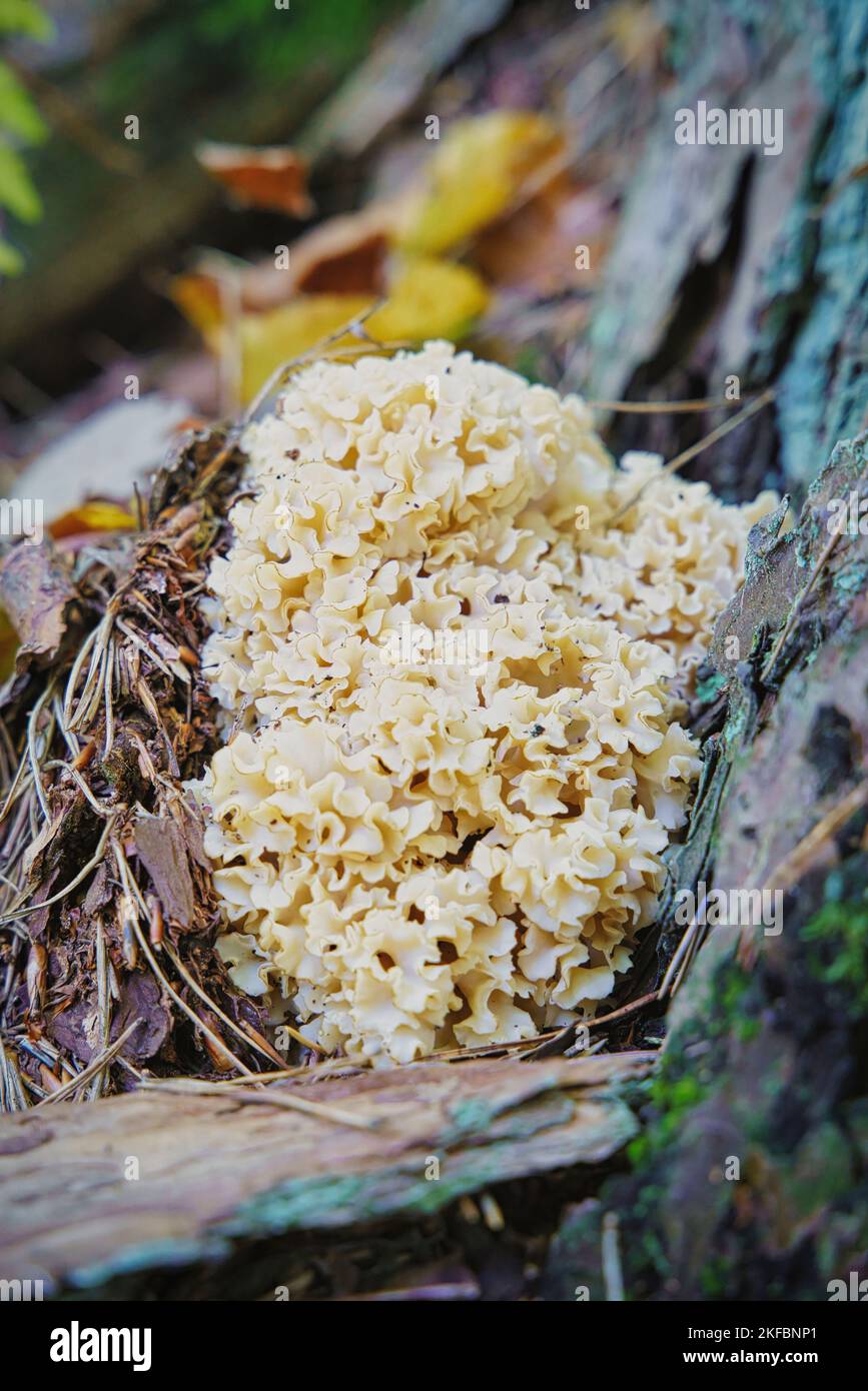 Sparassis crispa is a species of fungus in the genus Sparassis. In ...