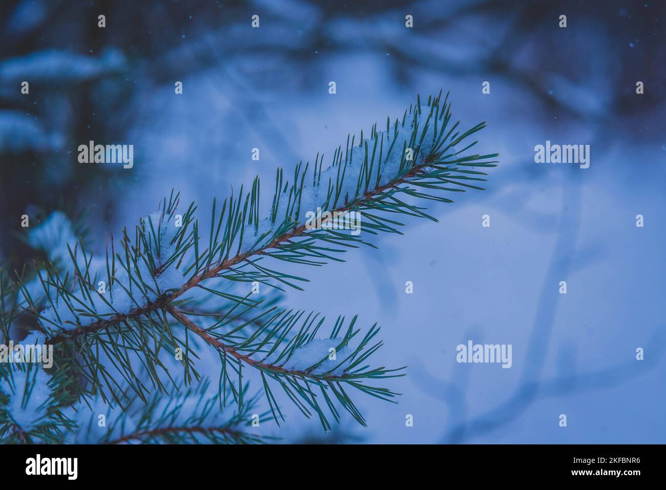pine branch covered with snow and snowflakes in the background ...