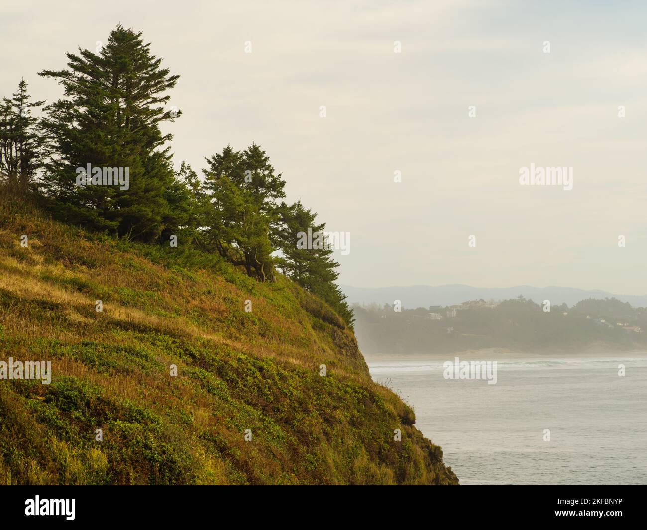 Panoramic shot. Pine trees on the high shore of the ocean. Cloudy sky ...