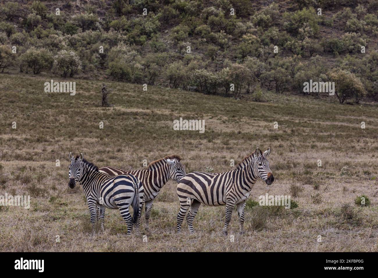 Hell's Gate National Park lies south of Lake Naivasha in Kenya, north ...