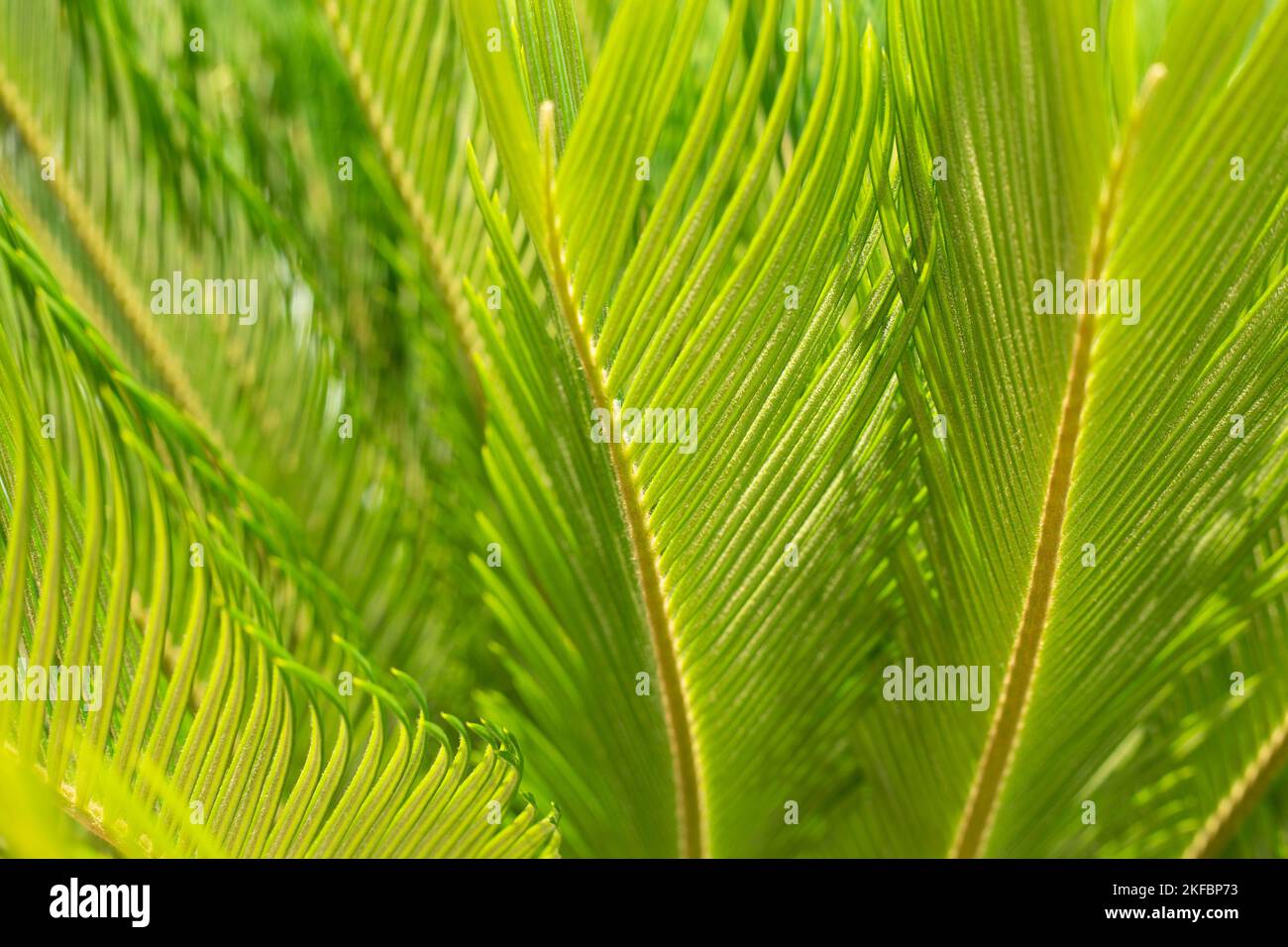 Goiânia, Goias, Brazil – November 12, 2022: Background of many leaves ...