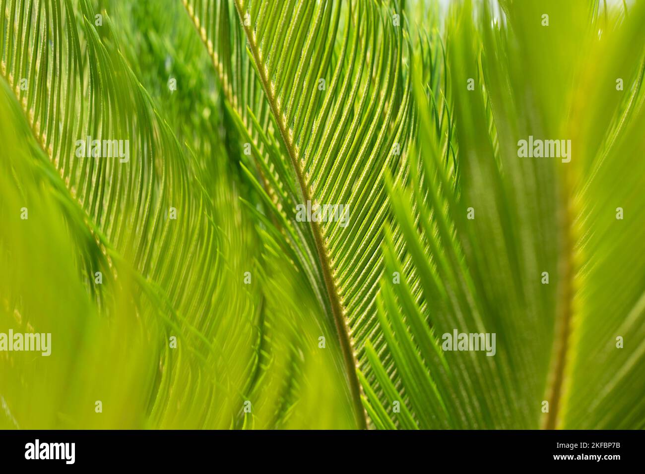 Goiânia, Goias, Brazil – November 12, 2022: Background of many leaves ...