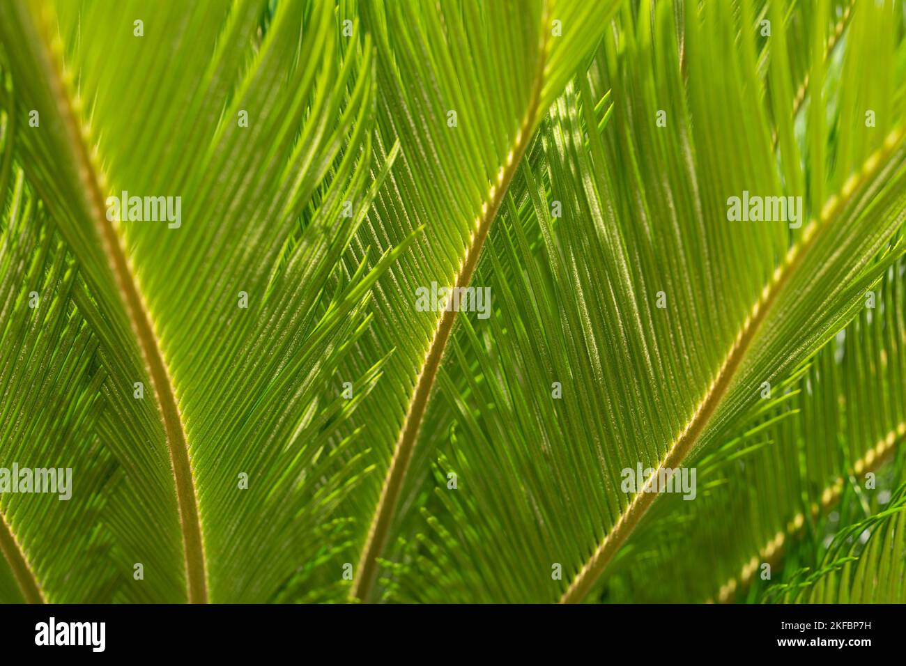 Goiânia, Goias, Brazil – November 12, 2022: Background of many leaves ...