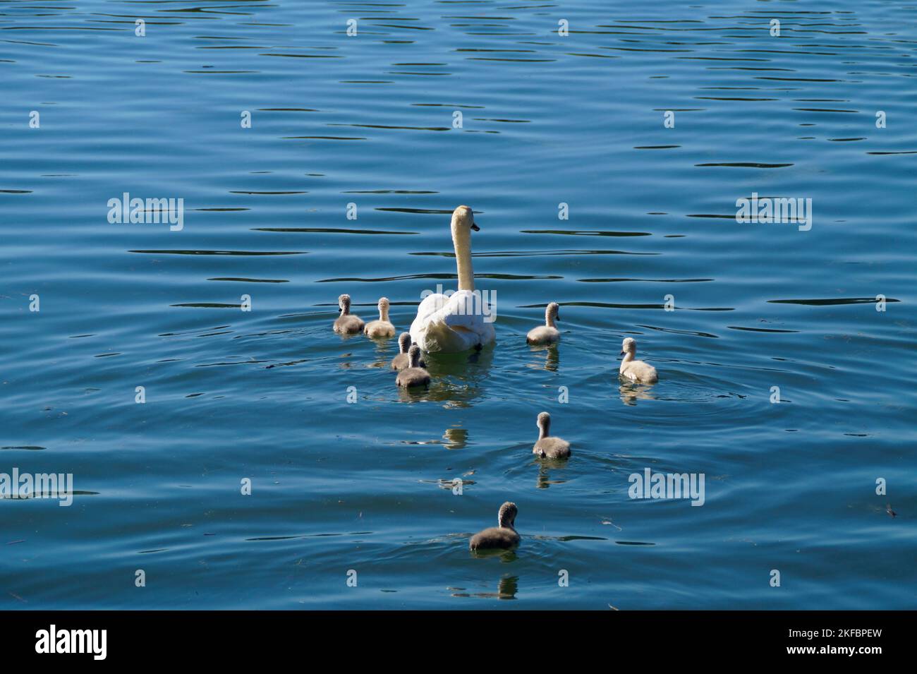a mother swan with her cute and fluffy eight cygnets on a sunny spring ...