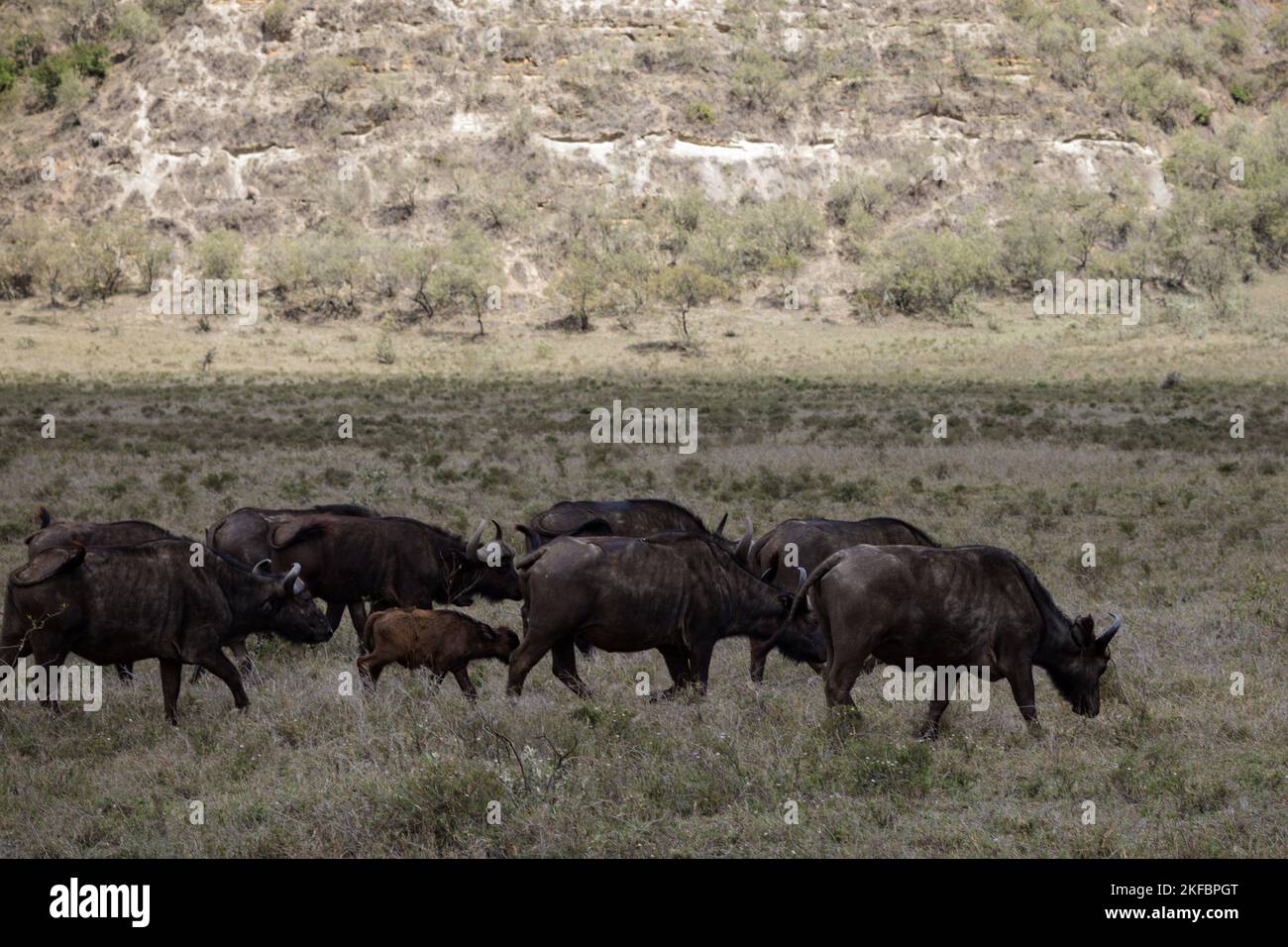 Hell's Gate National Park lies south of Lake Naivasha in Kenya, north ...