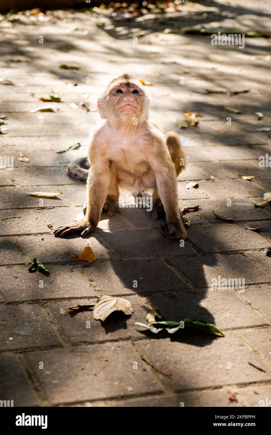 Hairy chest hi-res stock photography and images - Alamy